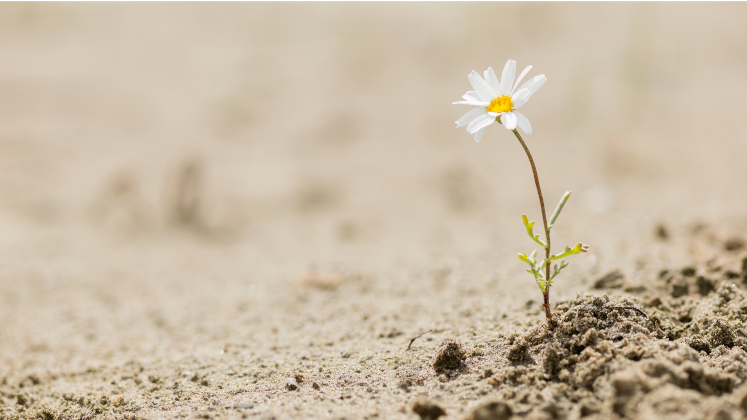 Resilience Measurement | Lee Kum Sheung Center for Health and Happiness ...
