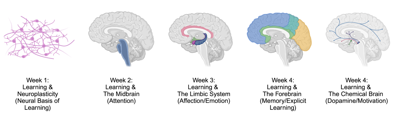 Transforming Health Care Education: The Science of Learning and Art of ...