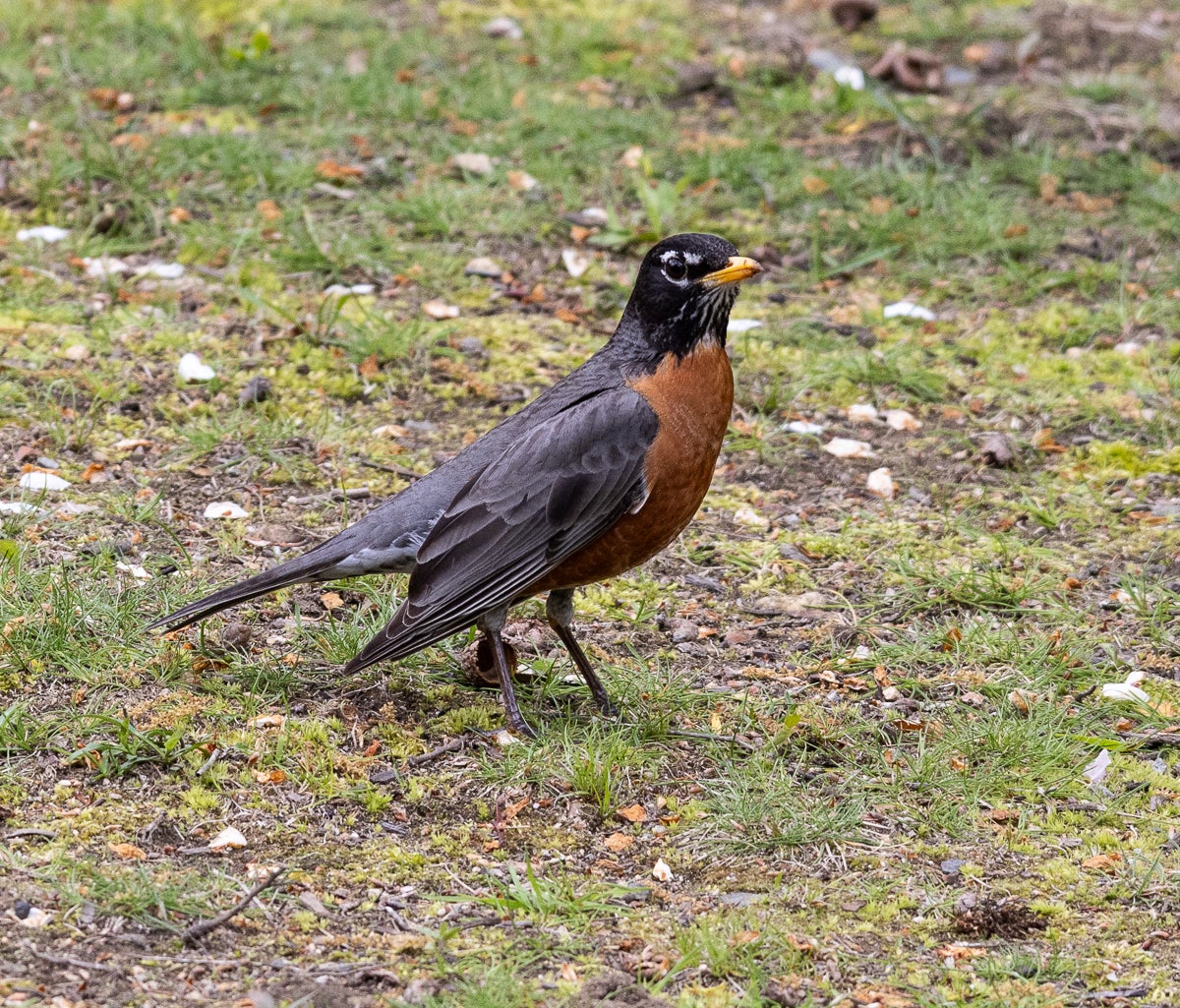 A birding outing sharpens students’ power of observation | Harvard T.H ...