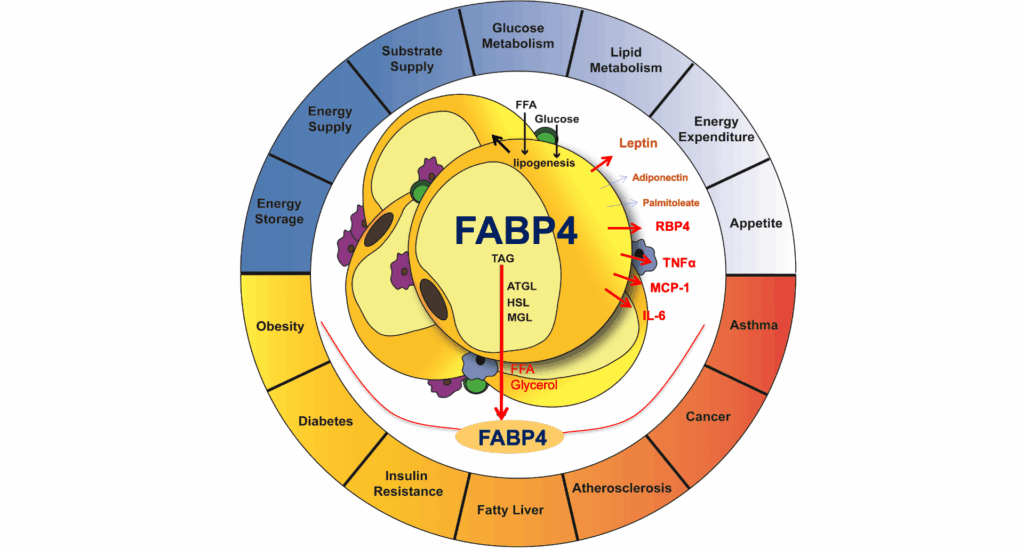 Biologically Active Lipids | Hotamışlıgil Lab | Harvard T.H. Chan ...