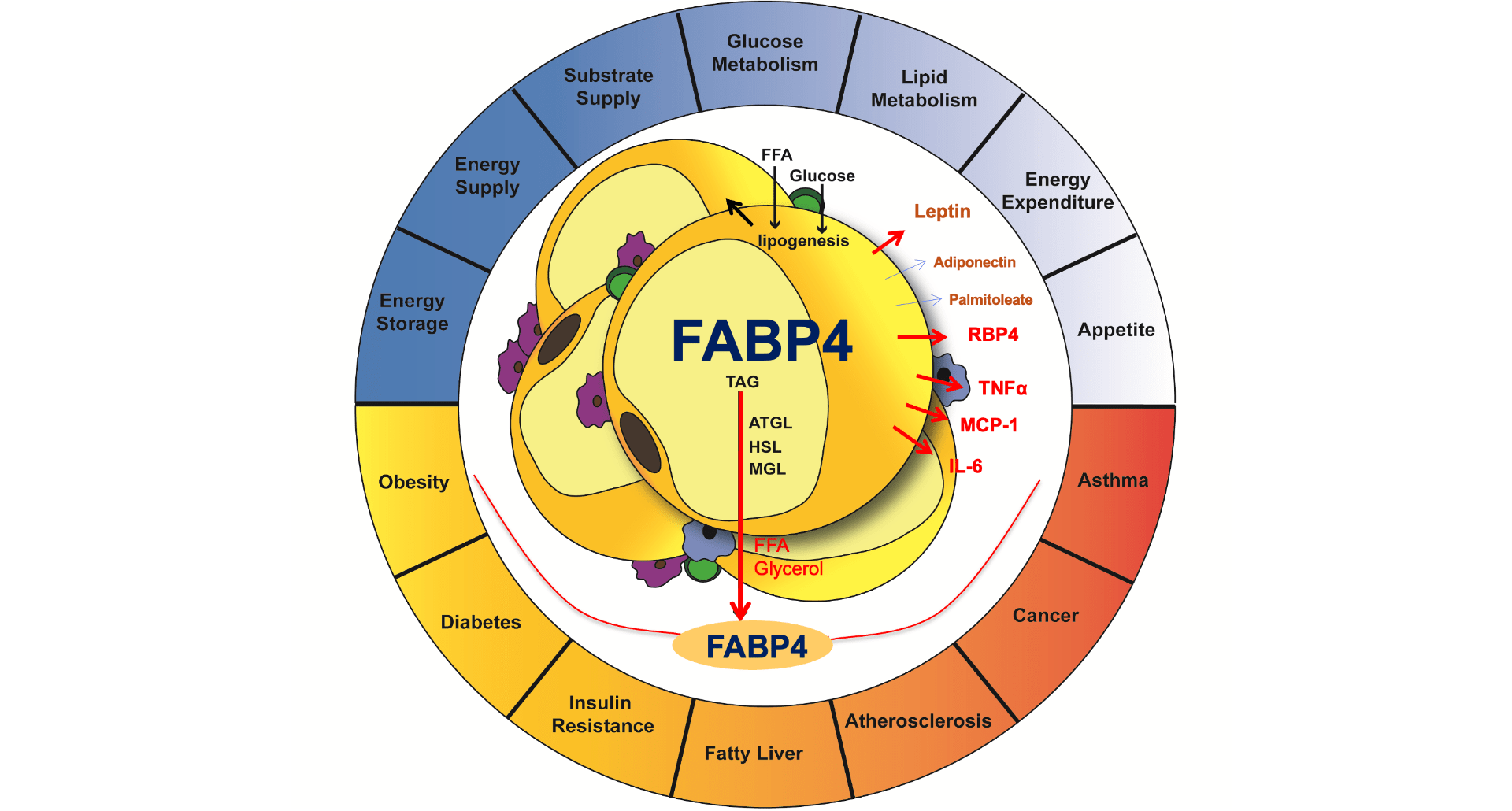 Biologically Active Lipids | Hotamışlıgil Lab | Harvard T.H. Chan ...