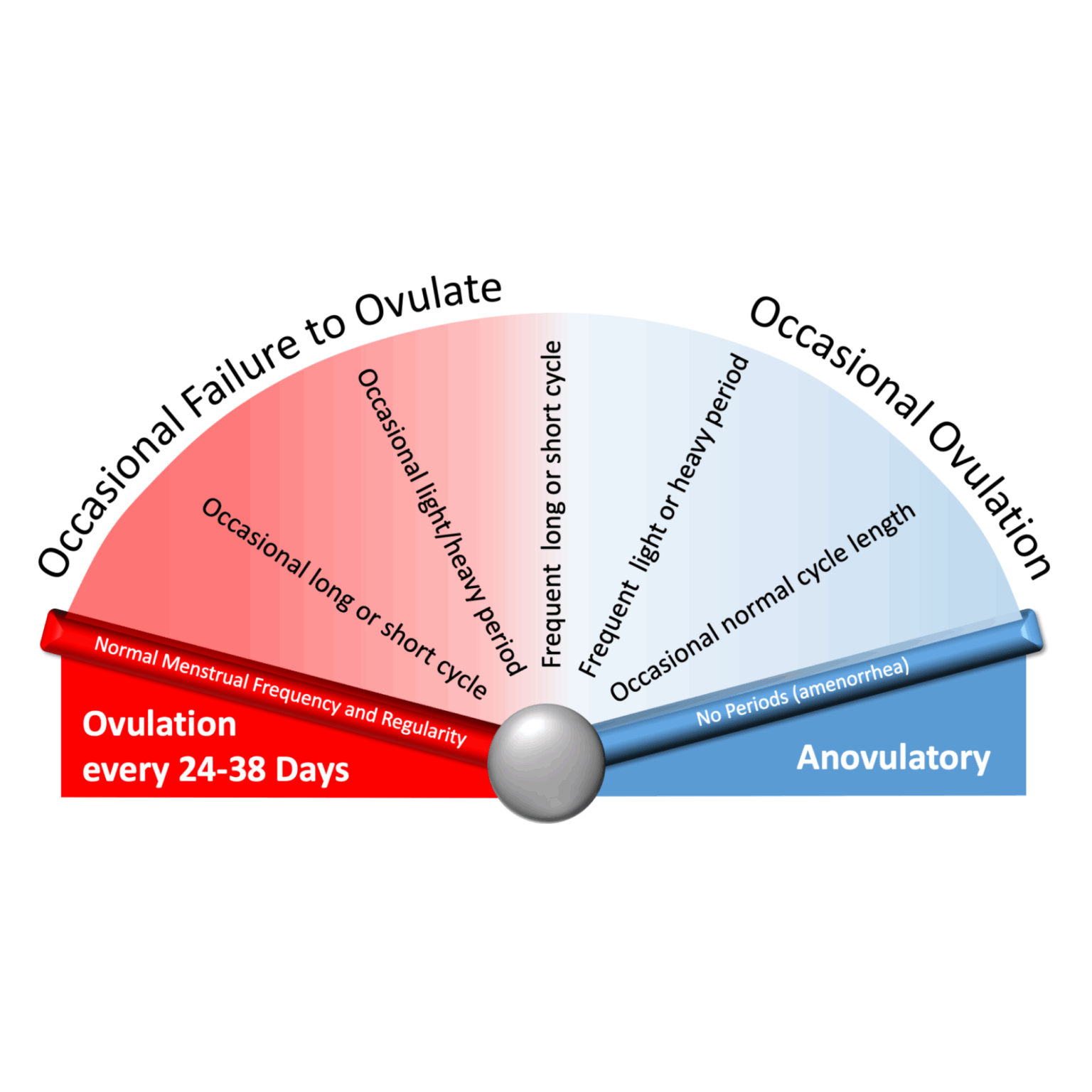 Understanding Ovulation Disorders: Types, Causes, and New Research ...